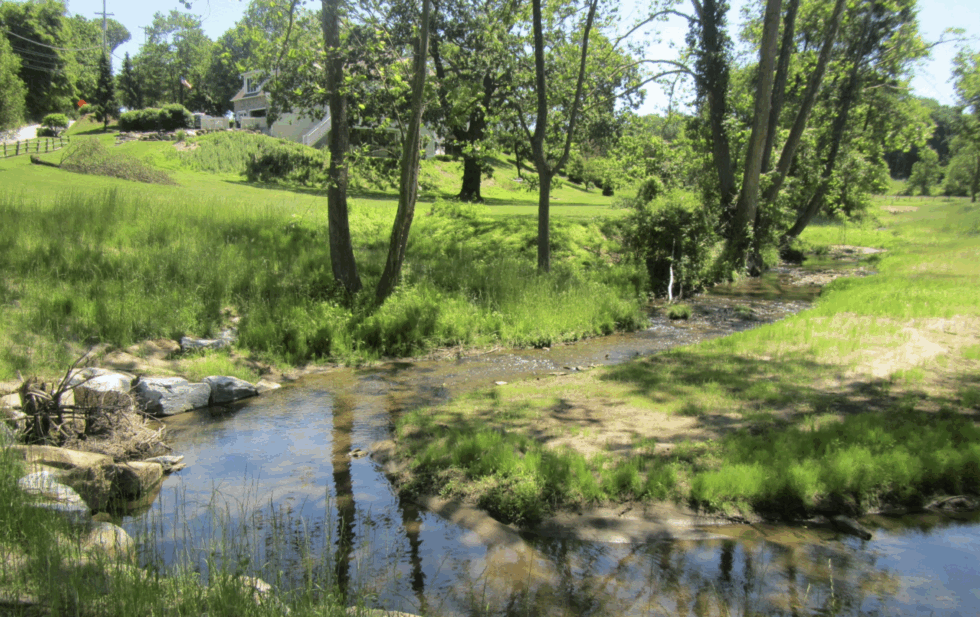How Stream Restoration Supports Thriving Trout Populations